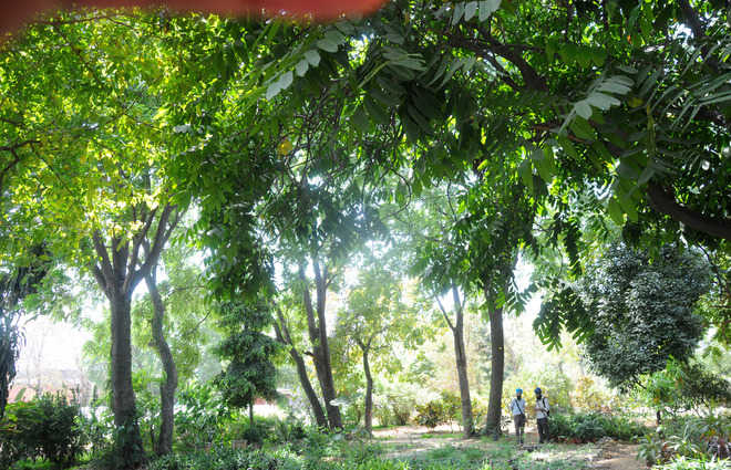 Green pockets in concrete jungle can help breathe - The Tribune