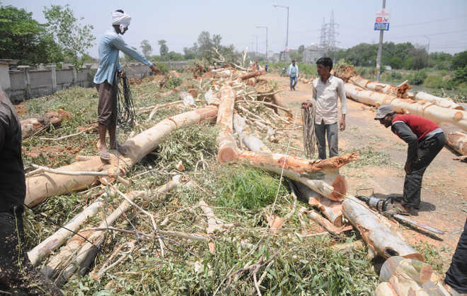 Axing of trees along canal raises eyebrows - The Tribune