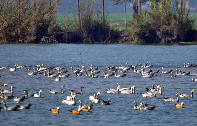 Birds’ habitat under threat in wetland: NGO - The Tribune