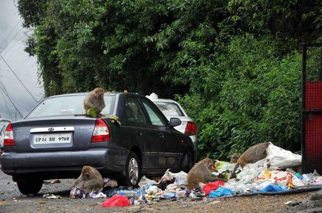 Garbage behind growing monkey menace in Shimla: Study - The Tribune