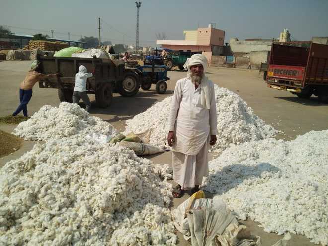 Hodal farmers await official procurement : The Tribune India