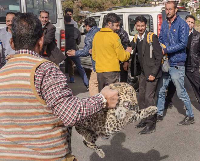 Leopard cub sneaks into Shimla, rescued - The Tribune
