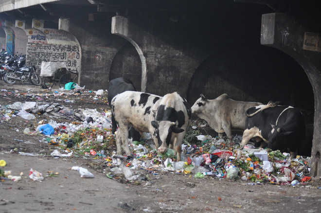 Garbage menace plagues scooter mkt - The Tribune