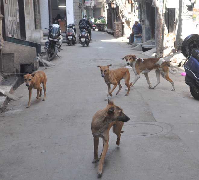 MC flayed over stray dog menace - The Tribune