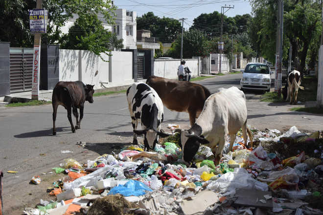 MC fails to control stray animal menace in city - The Tribune