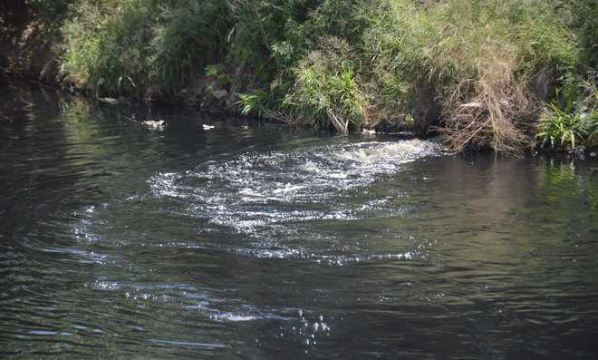 Road to check pollution in Buddha Nullah : The Tribune India