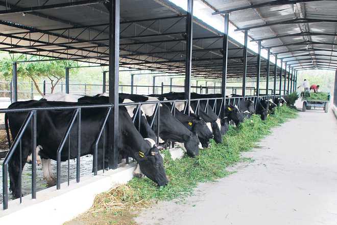 Soon, subsidy for dairy units : The Tribune India