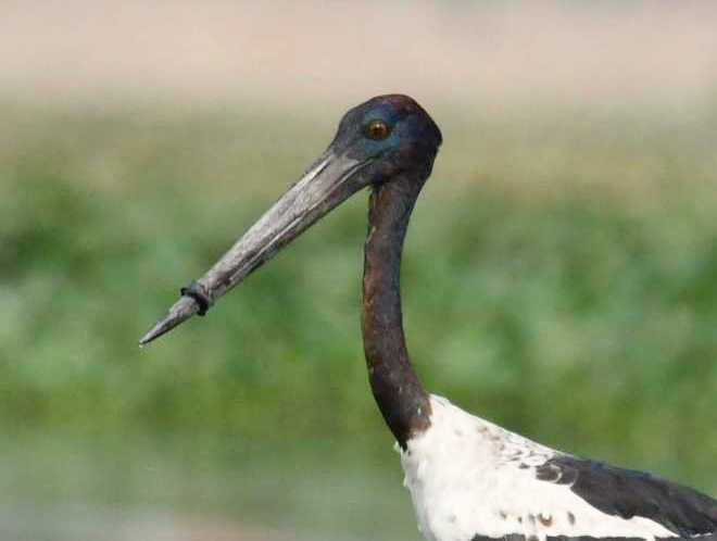 Plastic ring locks stork’s beak, rescue op on to save starving bird ...