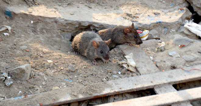 It’s rodents vs Railways at Ludhiana station : The Tribune India
