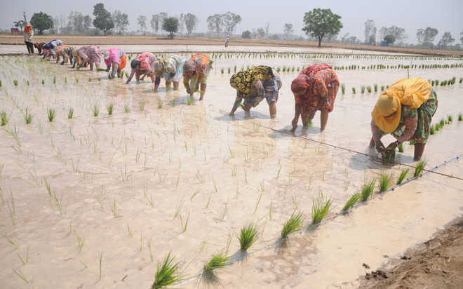 Farmers employ women to cope with labour shortage : The Tribune India