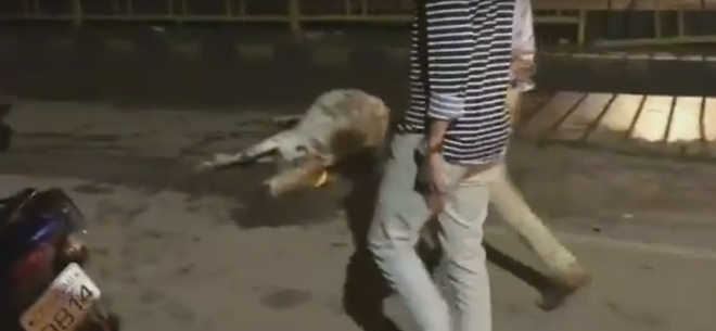Cops run cow over in Chhattisgarh, arrested after video goes viral ...