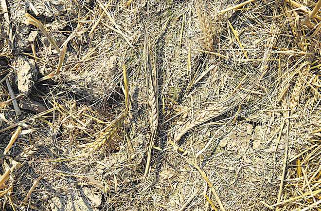 Searing heat ravages European wheat fields - The Tribune