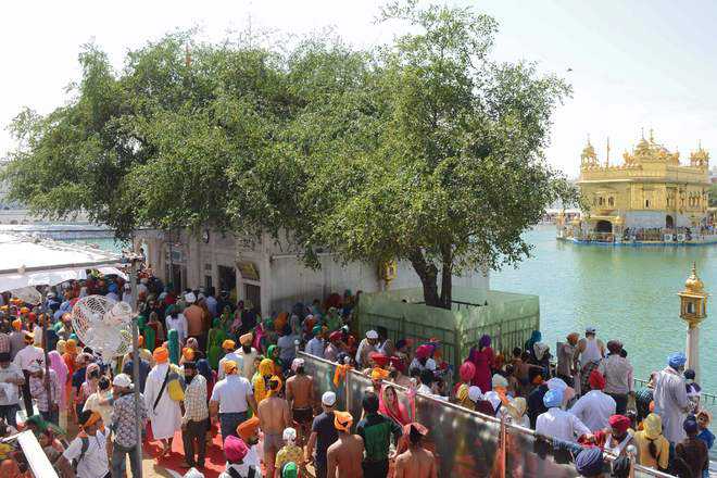 Team PAU tending to ber trees at Golden Temple - The Tribune