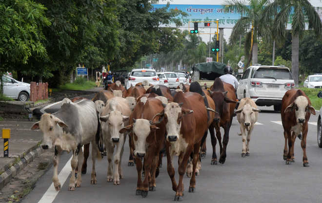 Stray cattle-free Panchkula by August 15 an uphill task : The Tribune India