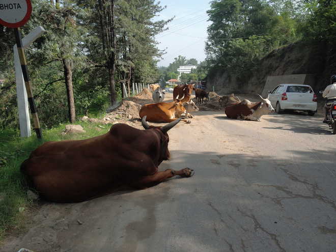 Vets visit villages, take blood samples of sick cattle - The Tribune