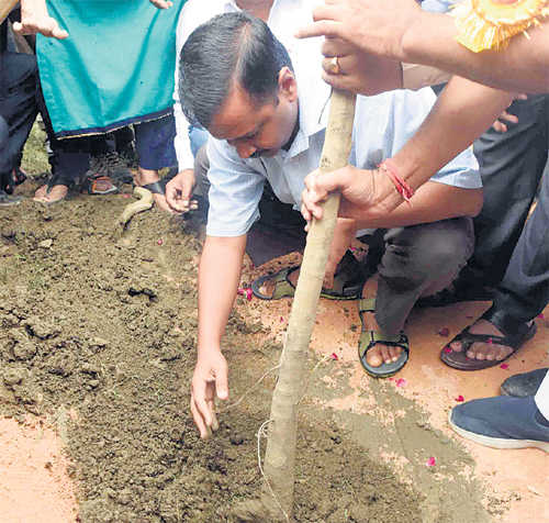 Govt plants five lakh saplings - The Tribune