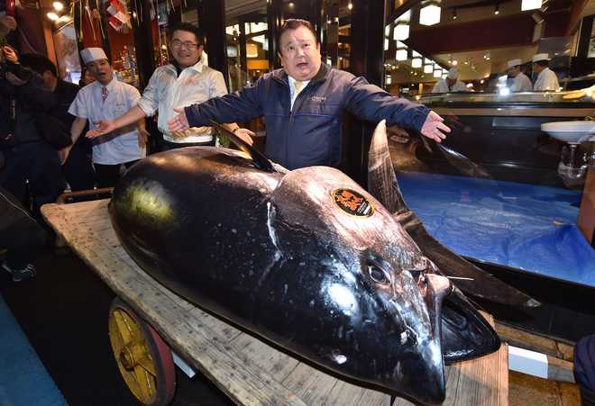 Endangered bluefin tuna sells for record $3 million in Japan - The Tribune