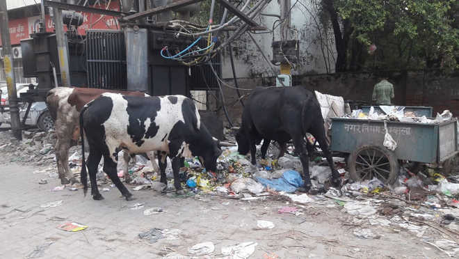 Stray animal menace haunts Ambala residents - The Tribune