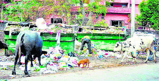 Collection of segregated waste goes haywire - The Tribune