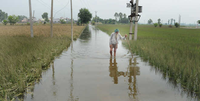 Flood-hit farmers to get 9k-quintal wheat seed - The Tribune