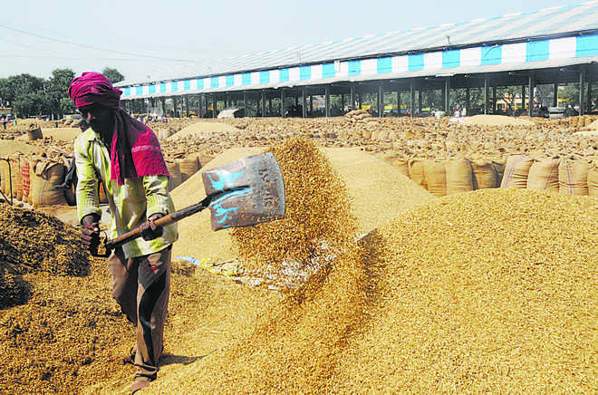 10L farmers given paddy MSP - The Tribune