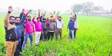 Curb stray cattle menace soon, say farmers to administration - The Tribune