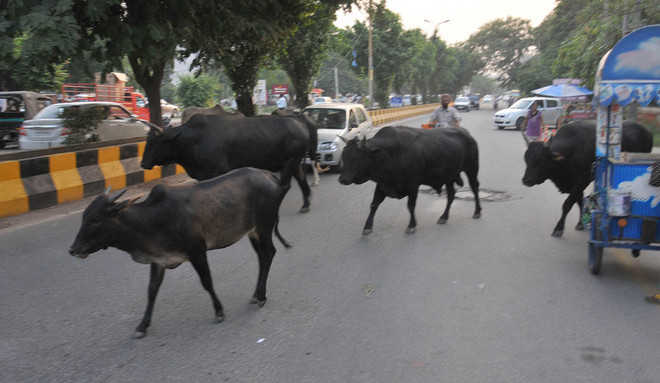 Stray cattle pose threat to commuters - The Tribune