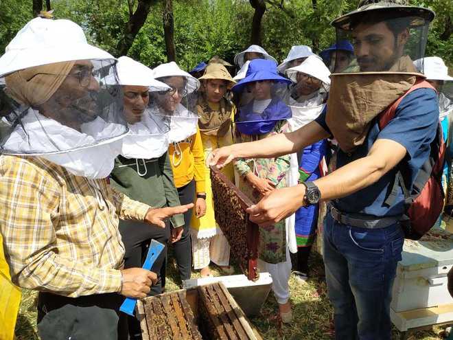 Students get apiary tips - The Tribune