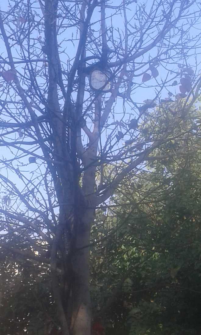 Helmet on a tree — parable of a Good Samaritan? - The Tribune