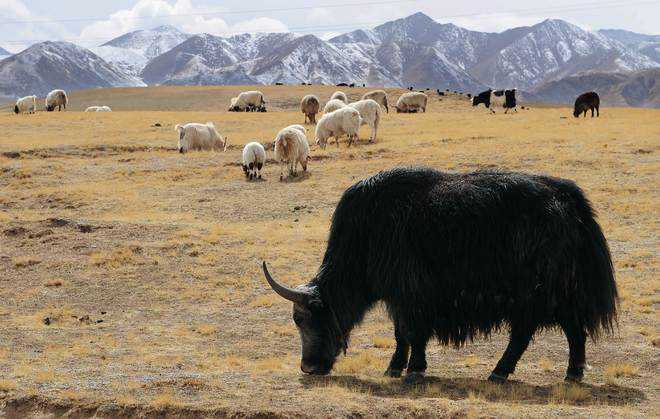 300 yaks starve to death in North Sikkim - The Tribune