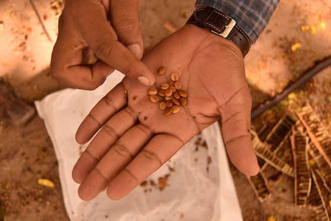 Seed bank to revive native tree species : The Tribune India