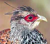 Endangered cheer pheasants in captivity to be released : The Tribune India