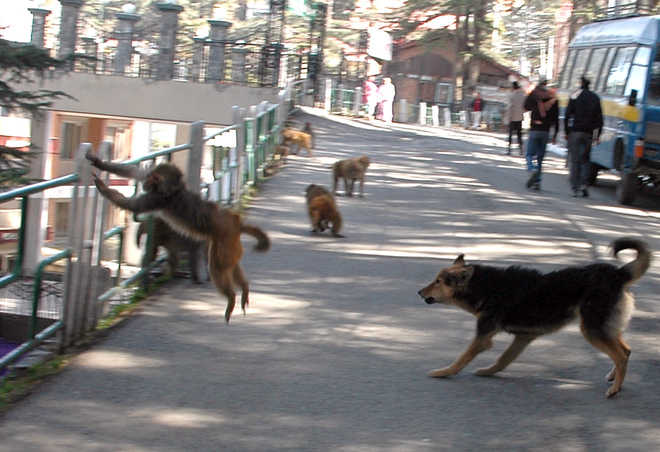 Monkeys declared vermin, but no dip in bite cases in Shimla - The Tribune