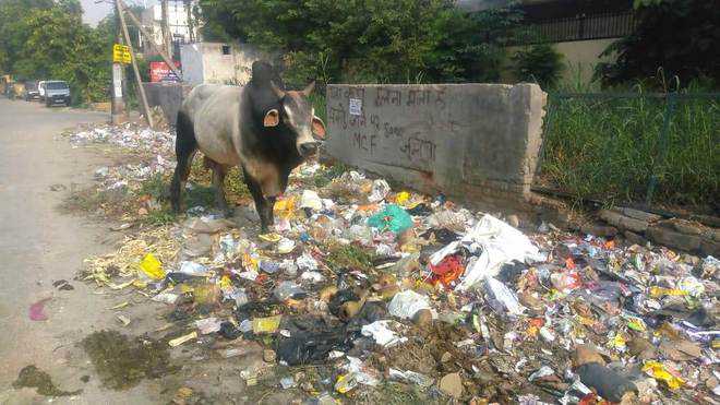 Open dumps a common sight - The Tribune