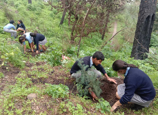 Students plant saplings : The Tribune India