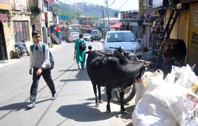 Stray cattle on roads - The Tribune