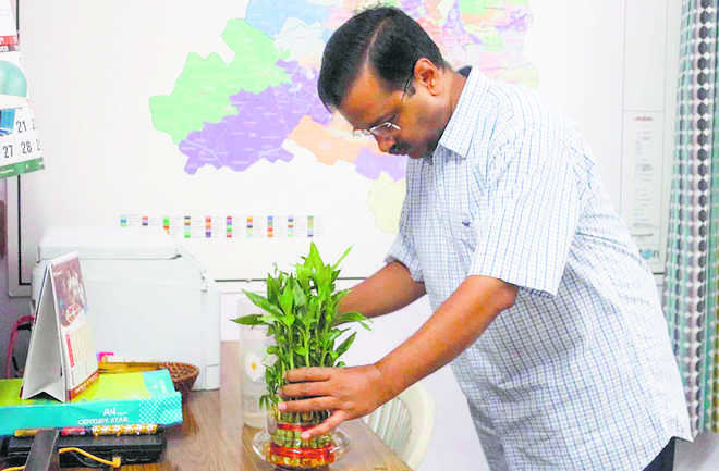 Kejri's mega campaign to tackle vector-borne diseases : The Tribune India