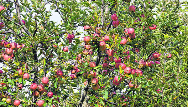 Subtropical project to raise farm income : The Tribune India