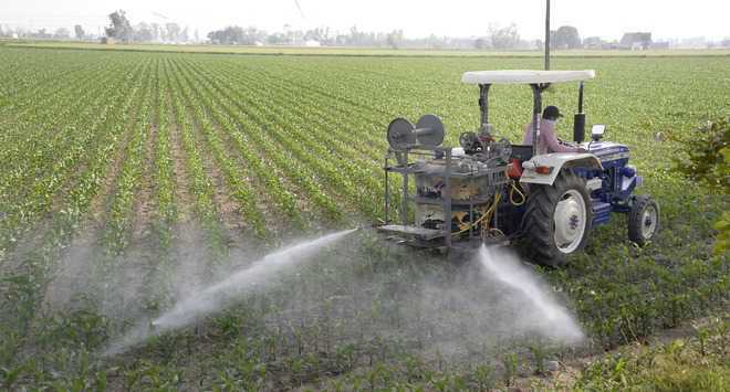 Direct paddy sowing saves 62-lakh litres water - The Tribune